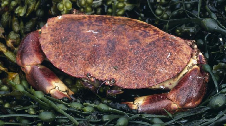 Seafood :: Scotland's Natural Larder - Scotland's Natural Larder